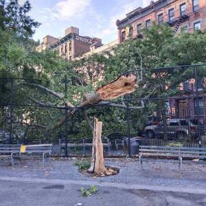 Weekend Storm Leaves Trail of Trees Across City