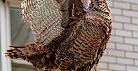 Wild Turkey Roaming the Streets of Manhattan