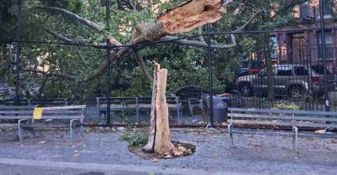 Weekend Storm Leaves Trail of Trees Across City