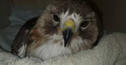 Pale Male, Hawk That Stole Central Park’s Heart, Reportedly Dead At 33