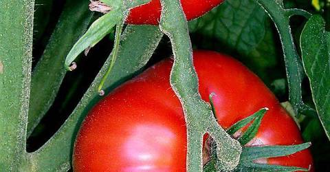 Tomatoes Spread from New World to Europe Are Nutrition Stars Today