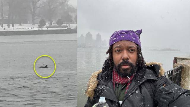 Local Botanist Seeks East River Dolphins—and Finds Them!
